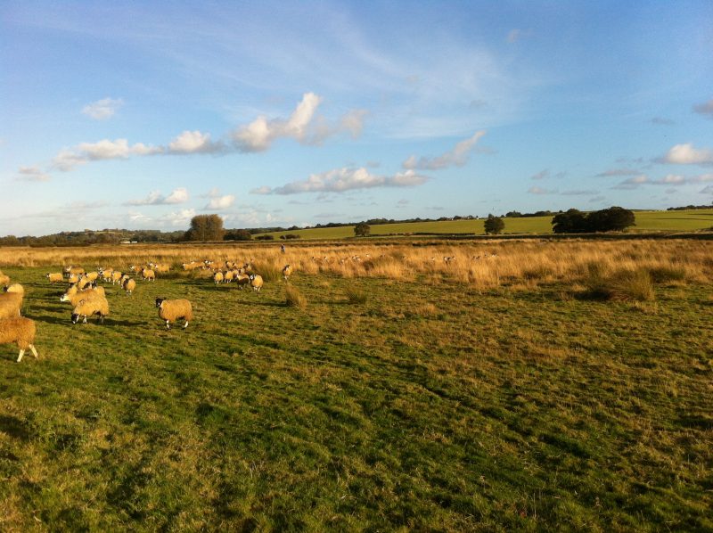 Hare Farm for Film & Photoshoots | Farm Location Sussex