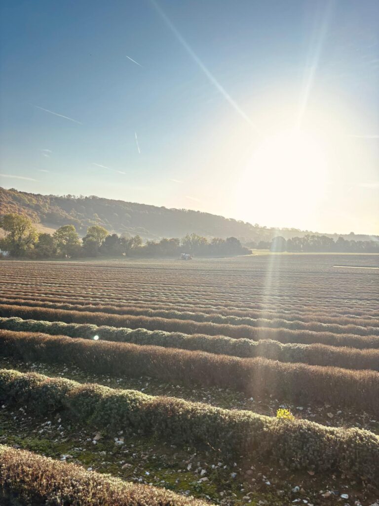 Austin Farm | For filming and photoshoots | Farm Locations