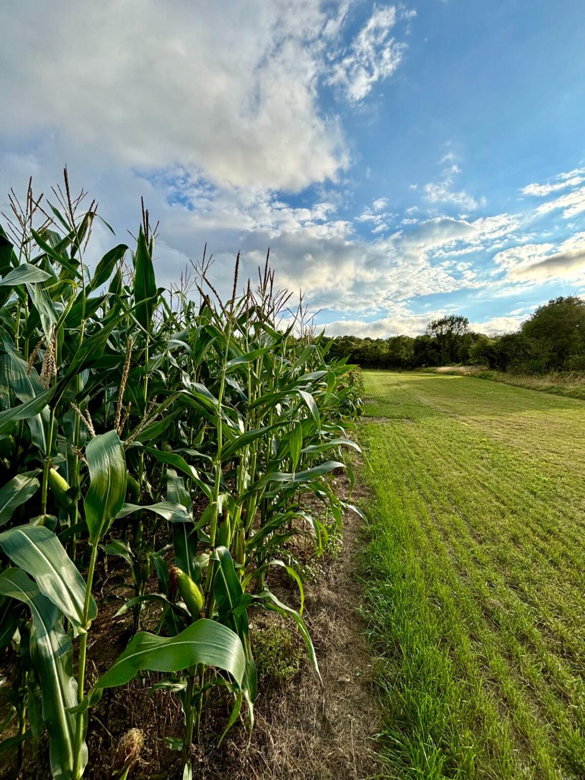 Austin Farm, DA4 - Farm Locations