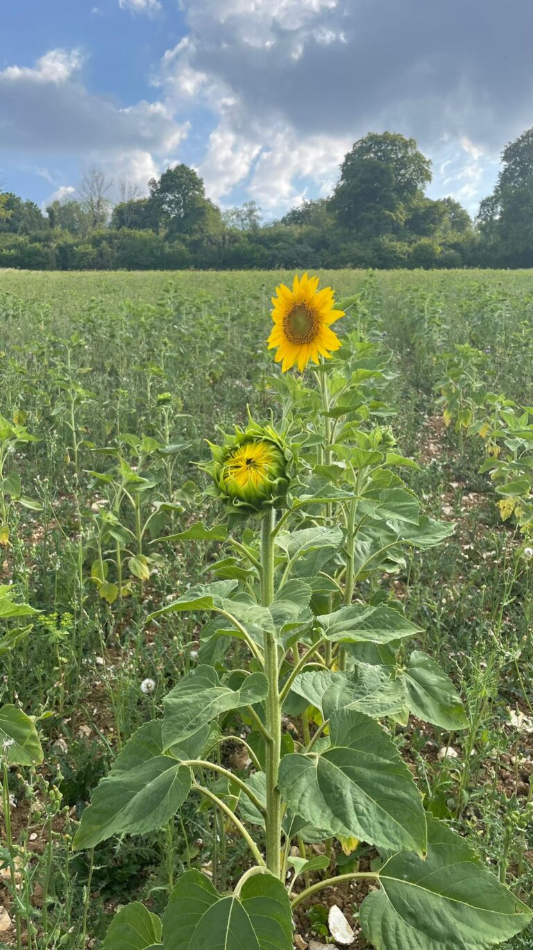 Austin Farm | For filming and photoshoots | Farm Locations