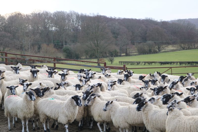 Hare Farm for Film & Photoshoots | Farm Location Sussex
