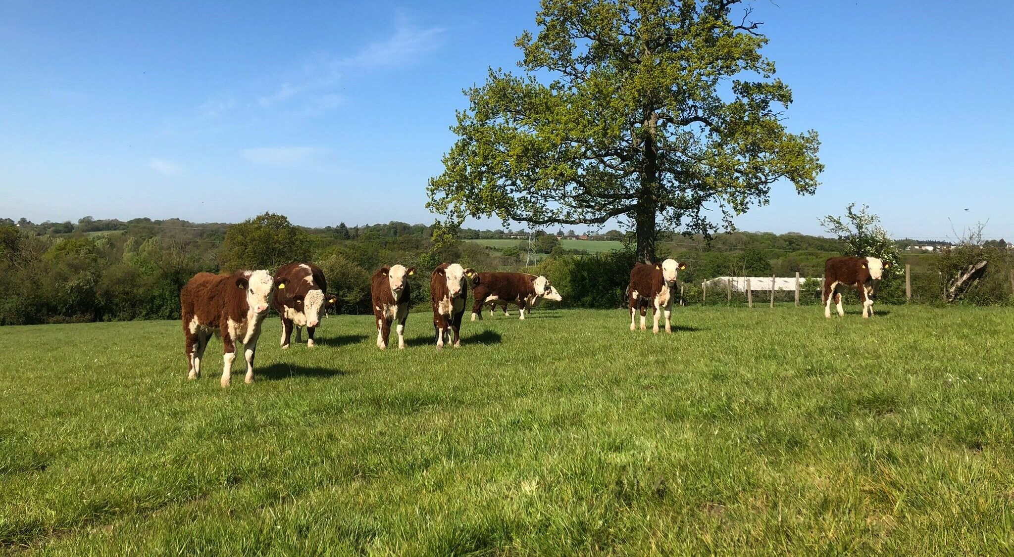 Waddle Farm | For hire for filming and photoshoots | Farms inside M25