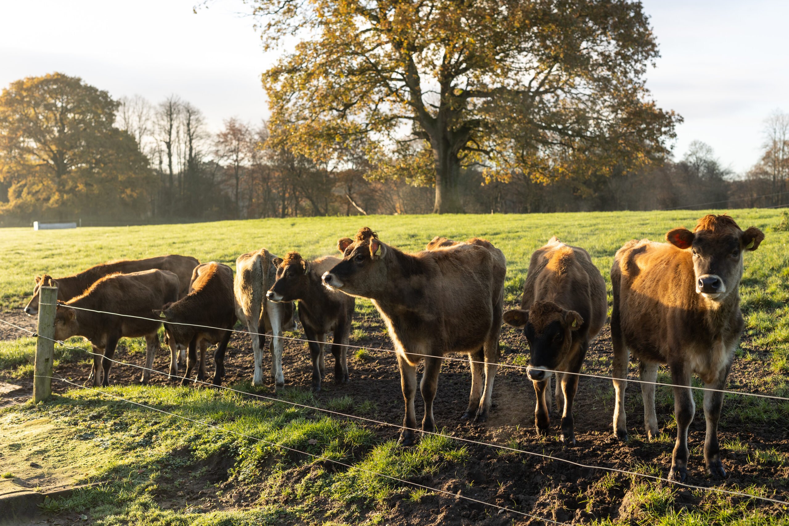 Bluebell Farm | For filming and photoshoots | Farm Locations