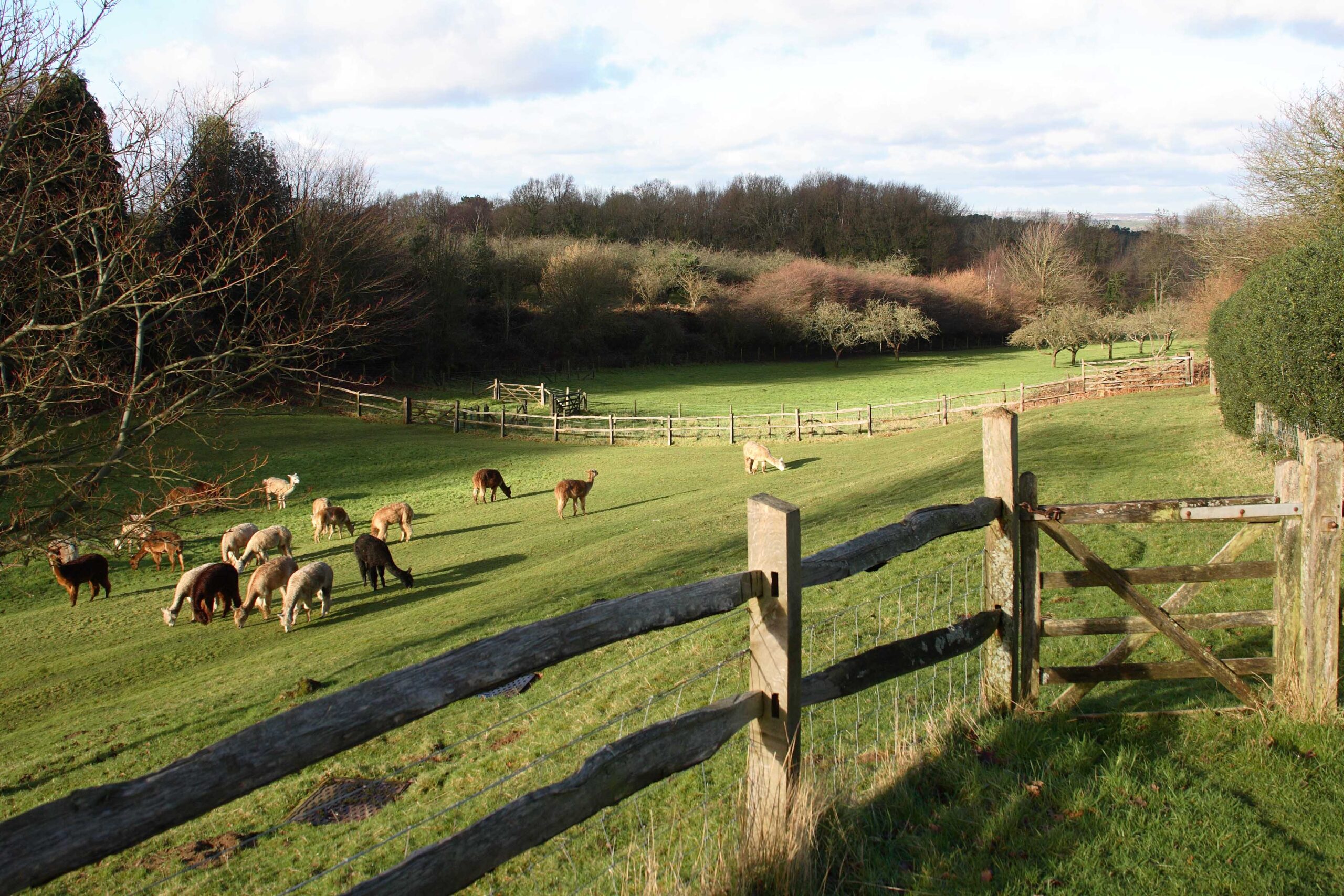Fern Farm | For filming and photoshoots | Farm Locations