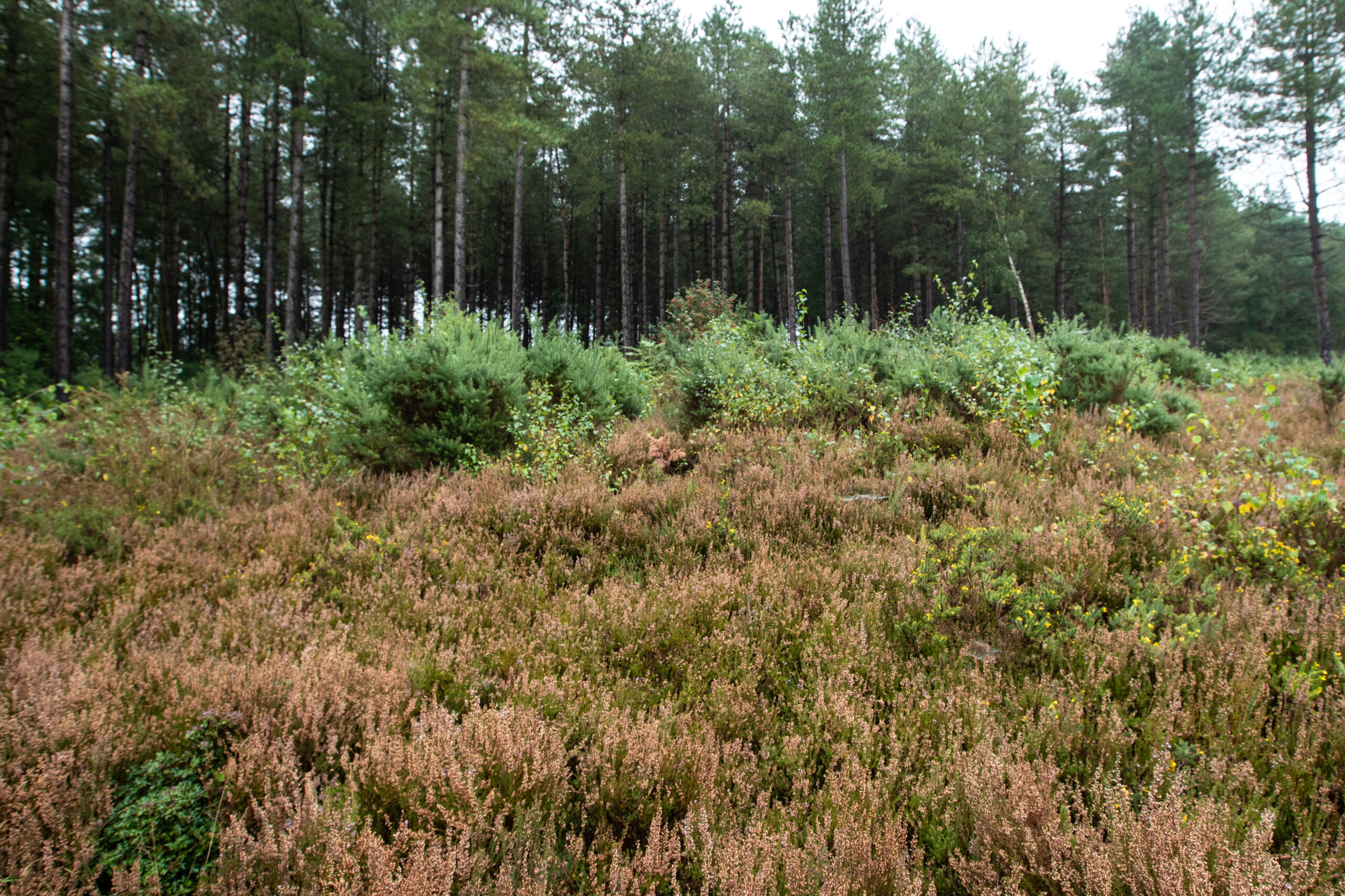 Fern Farm | For filming and photoshoots | Farm Locations